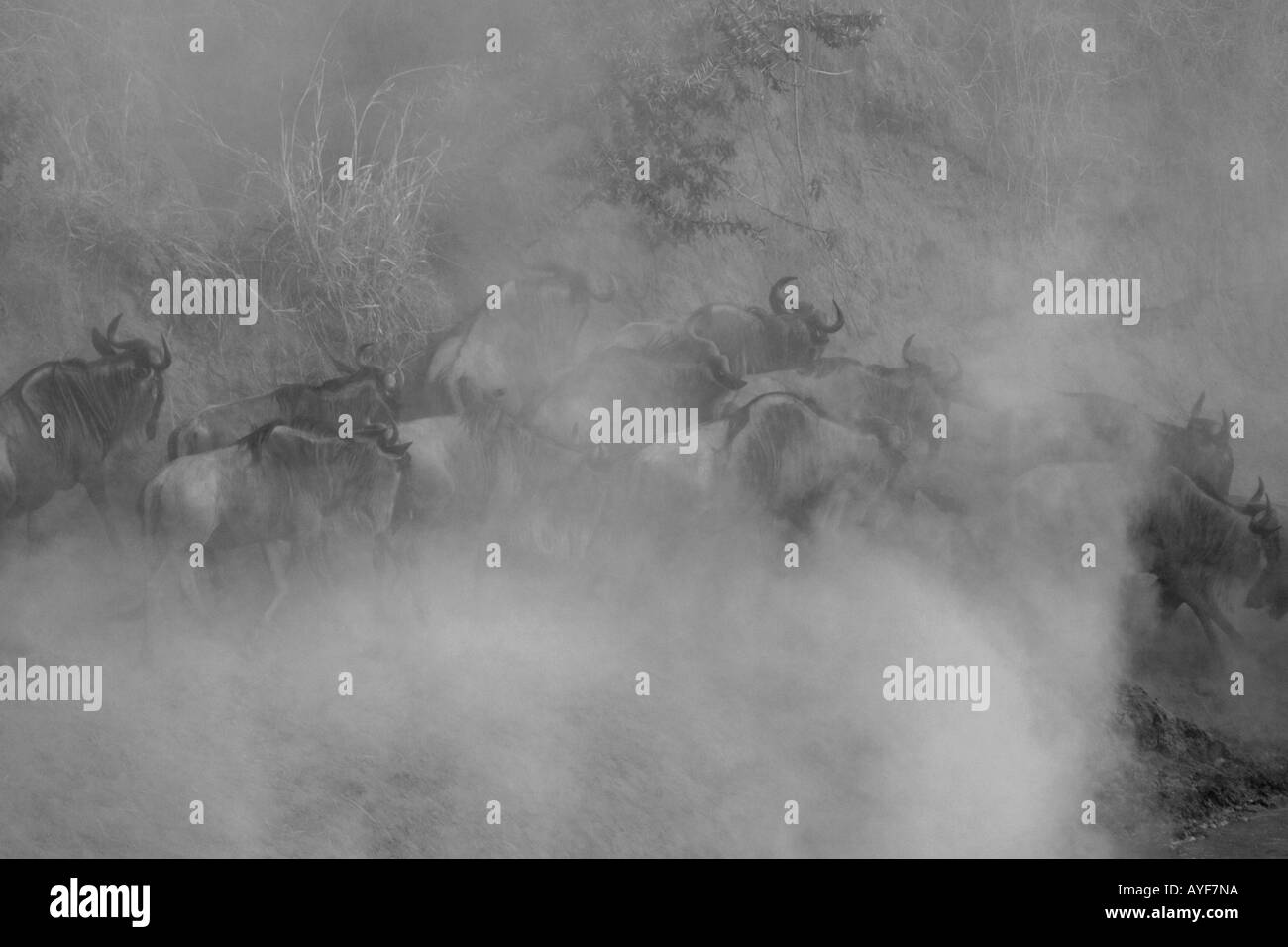 white bearded wildebeest plunging into River Mara amidst clouds of dust ...