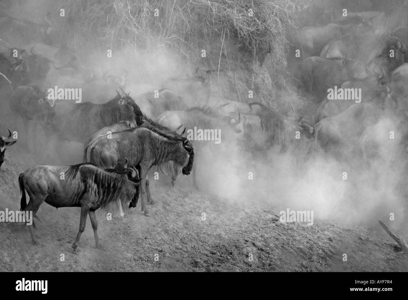 white bearded wildebeest plunging into River Mara amidst clouds of dust ...