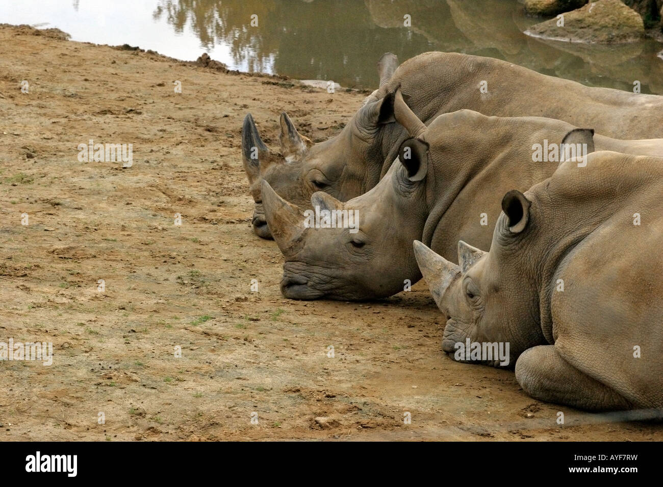 three Rhinos at a waterhole rhinoceros rhinocerous rhino horn white ...