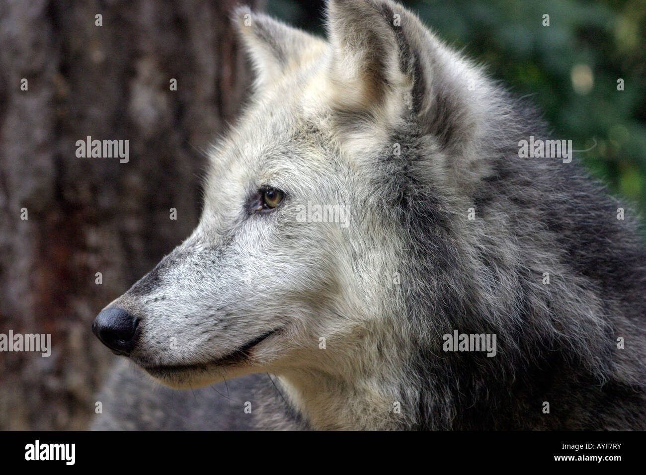 wolf predator mammal timber prey eyes stare hunter beast howl white ...