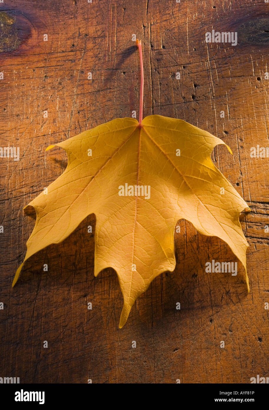 Close up of autumn leaf Stock Photo - Alamy