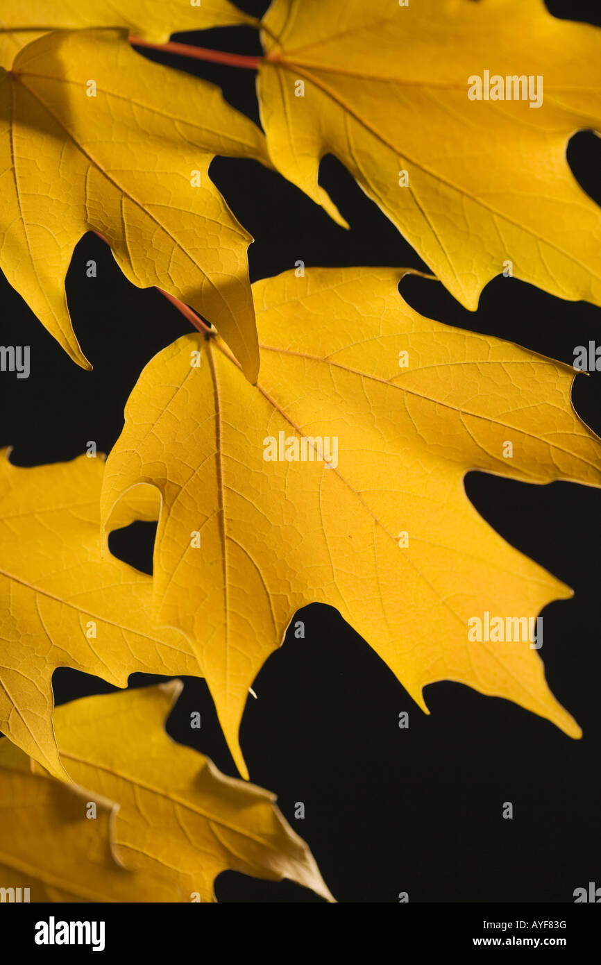 Close up of autumn leaves on branch Stock Photo - Alamy