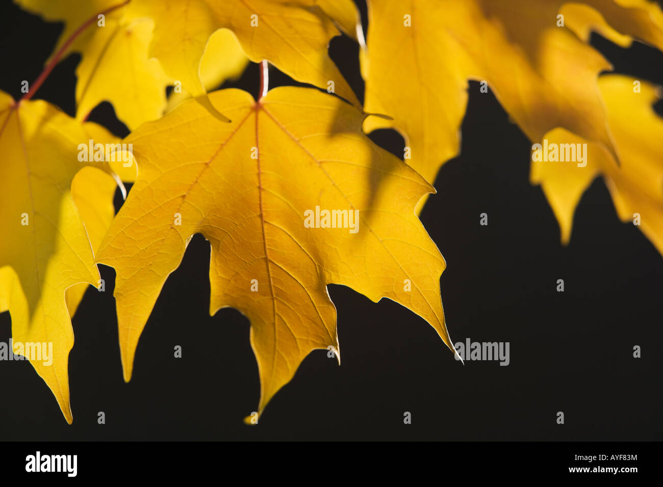 Close up of autumn leaves on branch Stock Photo - Alamy