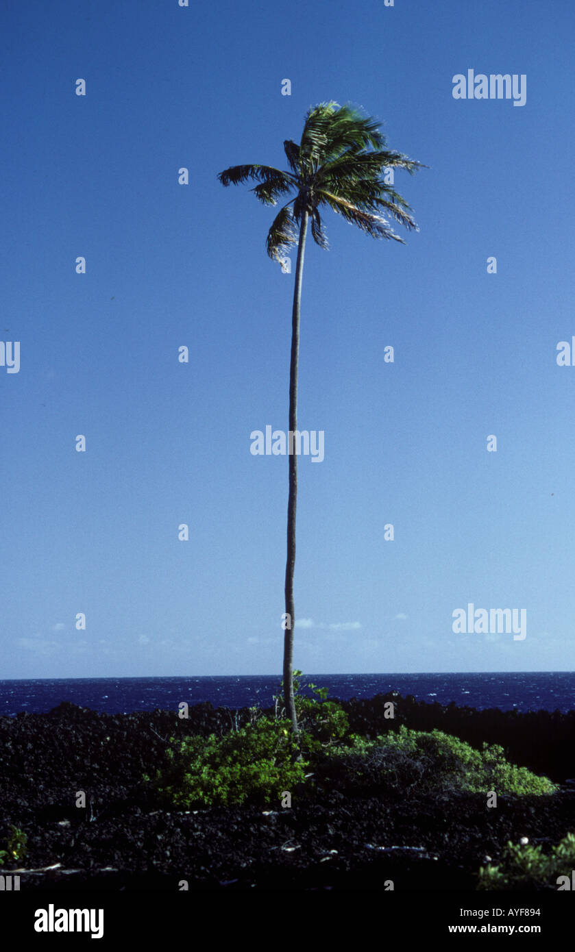Lone palm tree with Pacific Ocean in background Hawaii USA Stock Photo ...