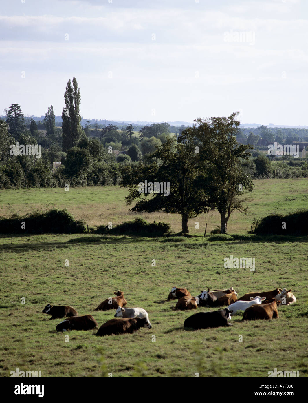 Norman cows hi-res stock photography and images - Alamy