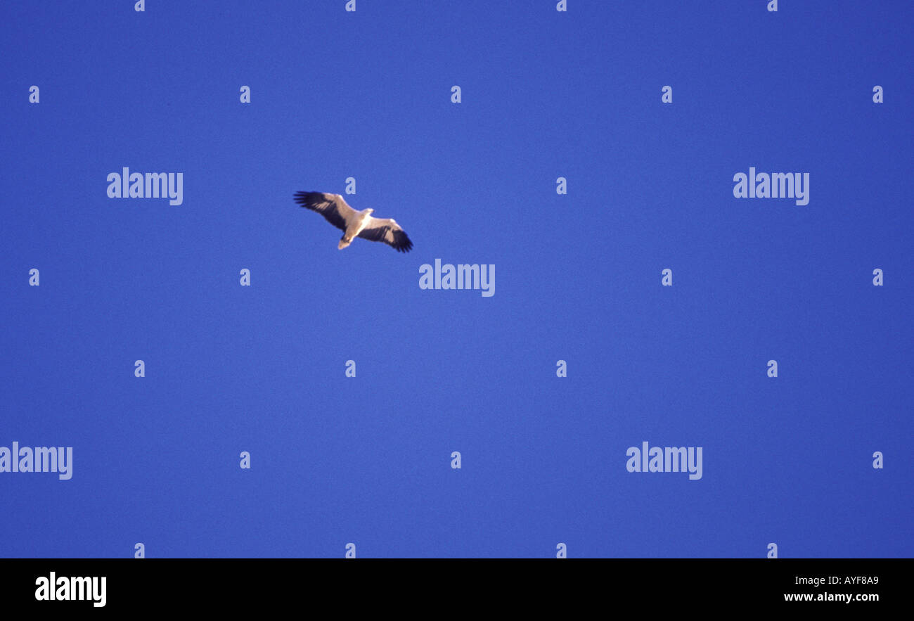 Eagle soaring high against blue sky Stock Photo - Alamy