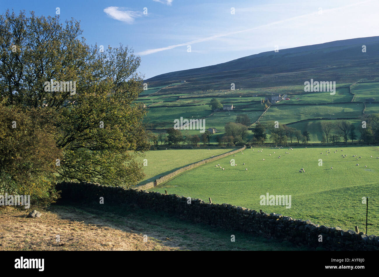 Scenic view with sheep in fields and rambling hills at Gunnerside Stock ...
