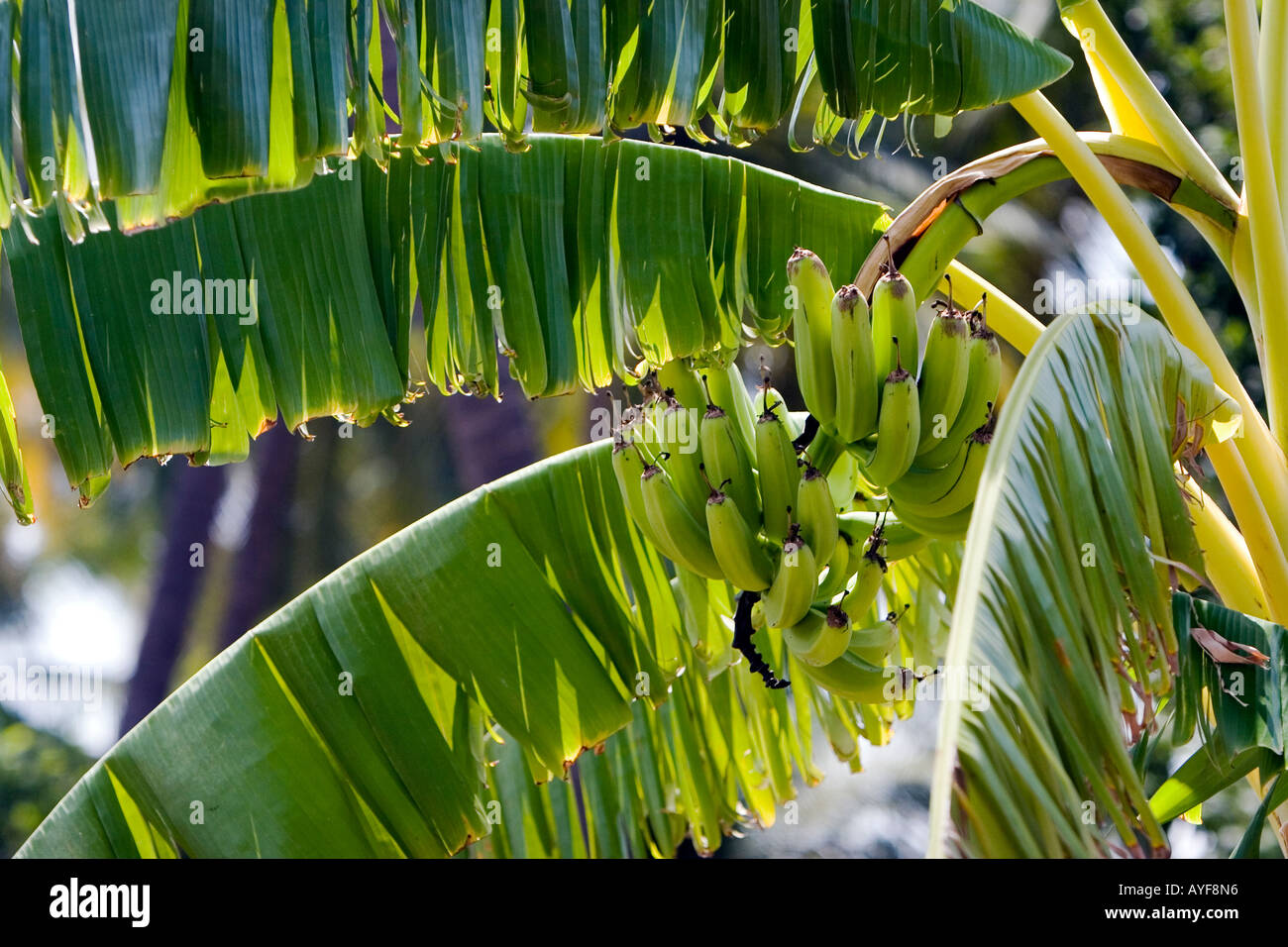 Banana tree and fruit in Southern India Stock Photo - Alamy