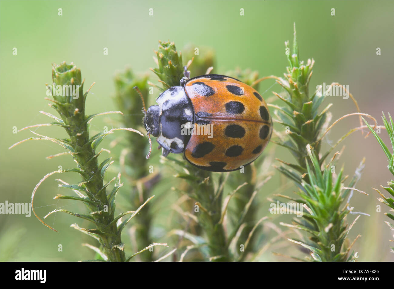 Ten spot ladybird Adalia 10 punctata climbing on mosses Lancashire UK ...