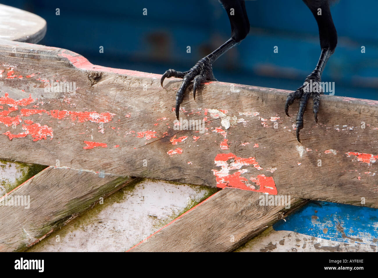 Crows feet standing on the side of fishing boat. Kerala, India Stock ...