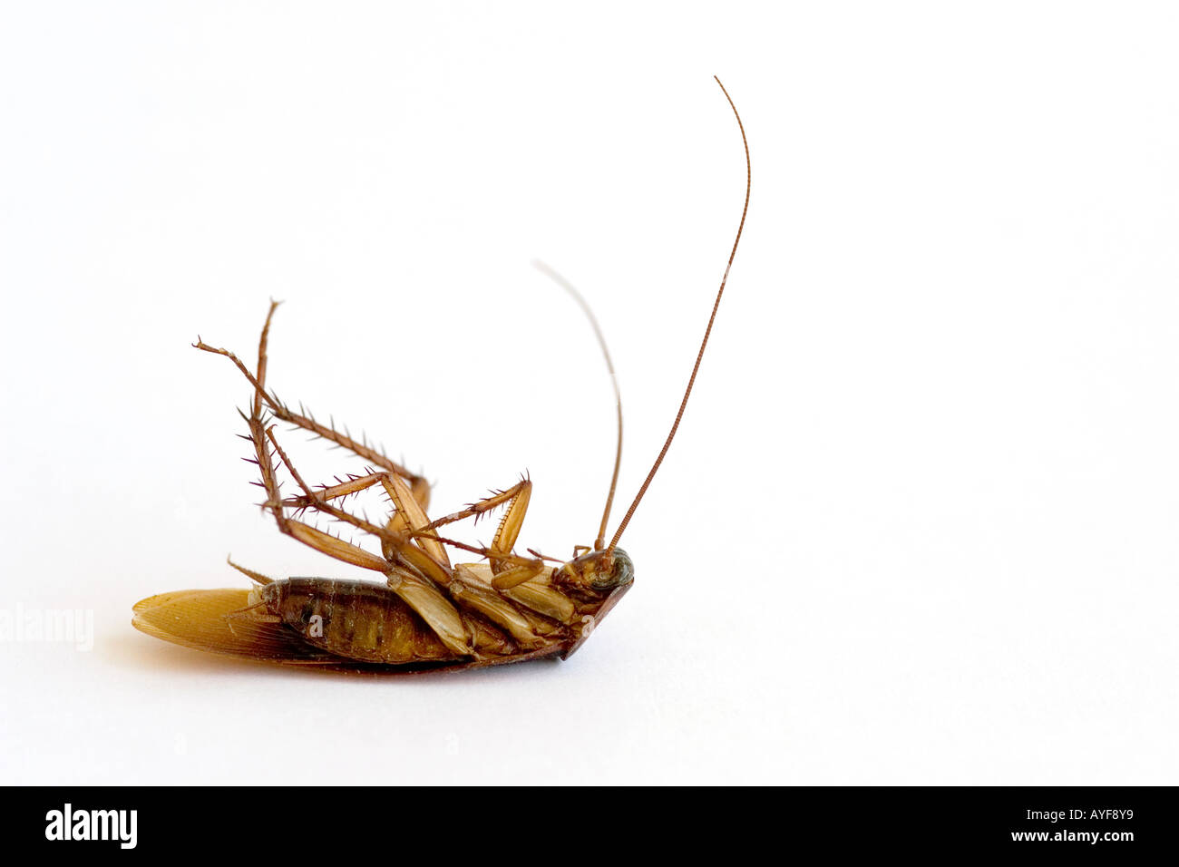 With legs on the back Cut Out Stock Images & Pictures - Alamy