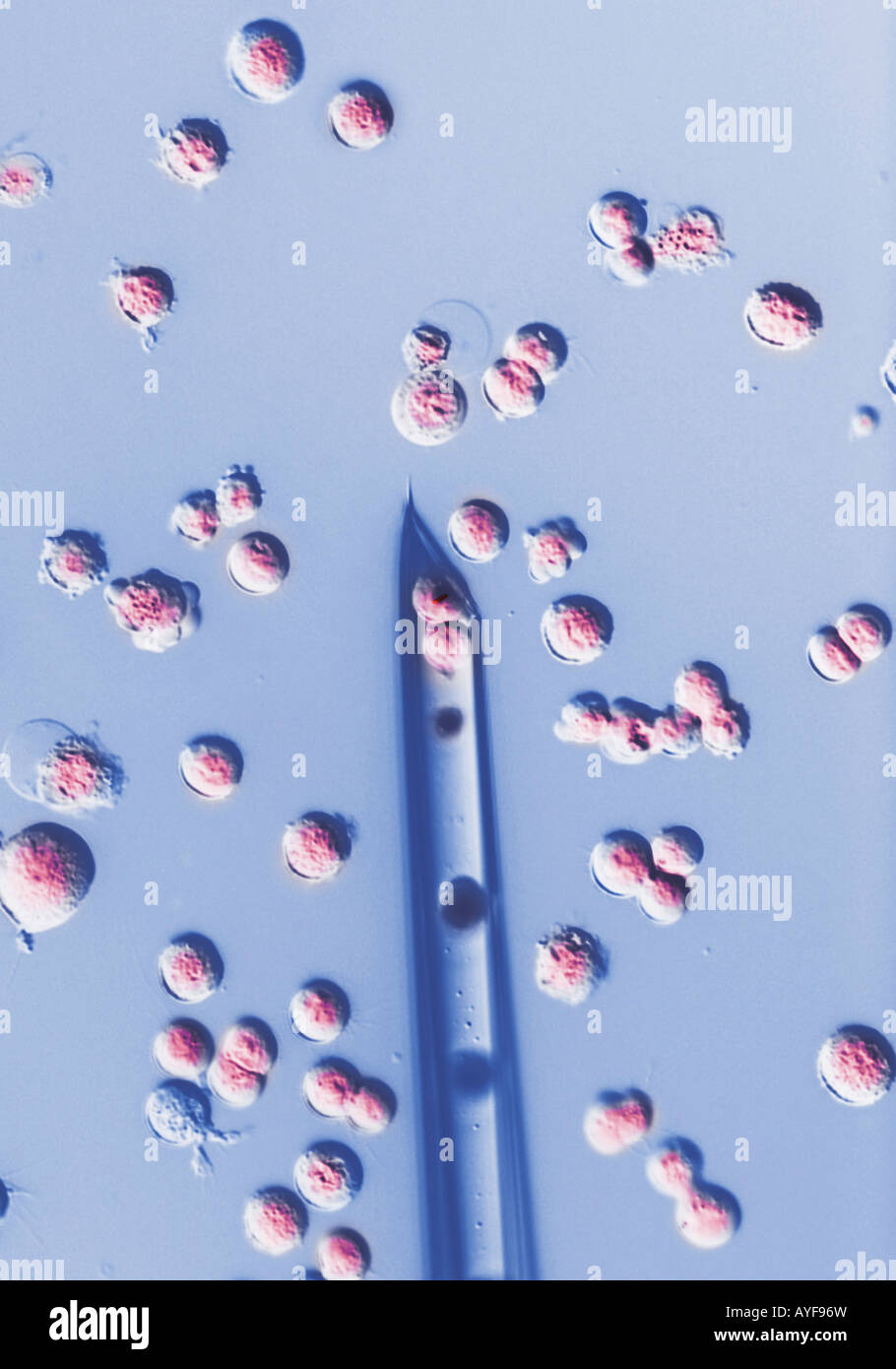 cloning microinjection syringe and human embryonal stem cells ES cells ...