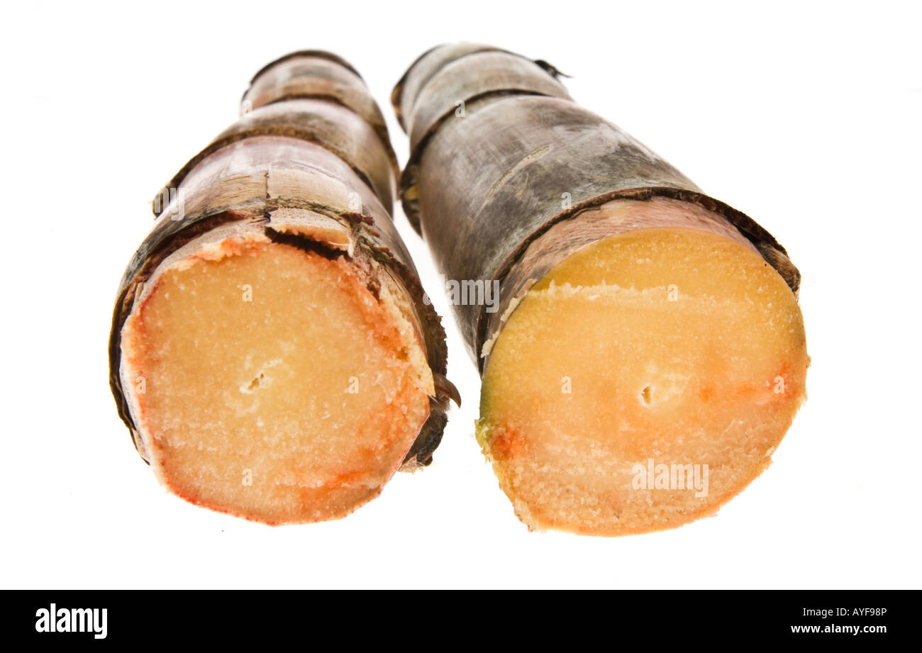 Stick of fresh sugar cane from MADAGASCAR Stock Photo - Alamy