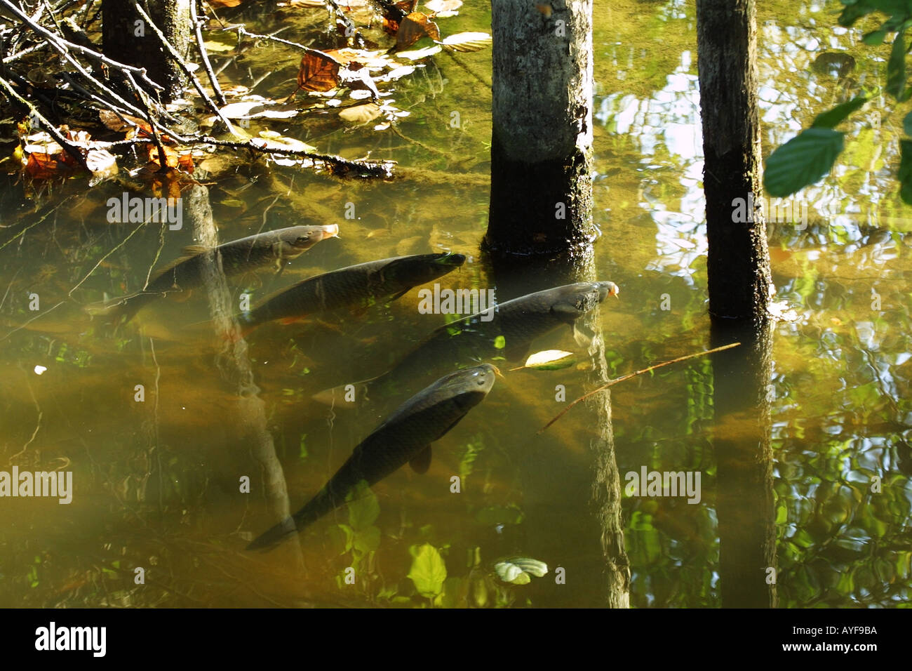 Carp at mid summer in a low water pool Stock Photo - Alamy
