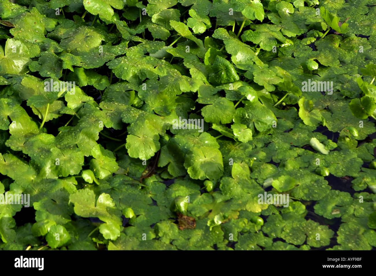 Floating pennywort Hydrocotyle ranunculoides on the River Weaver ...