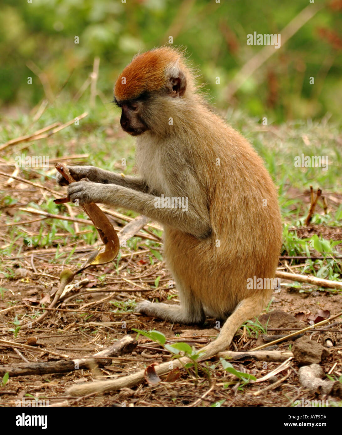 Ginger monkey hi-res stock photography and images - Alamy