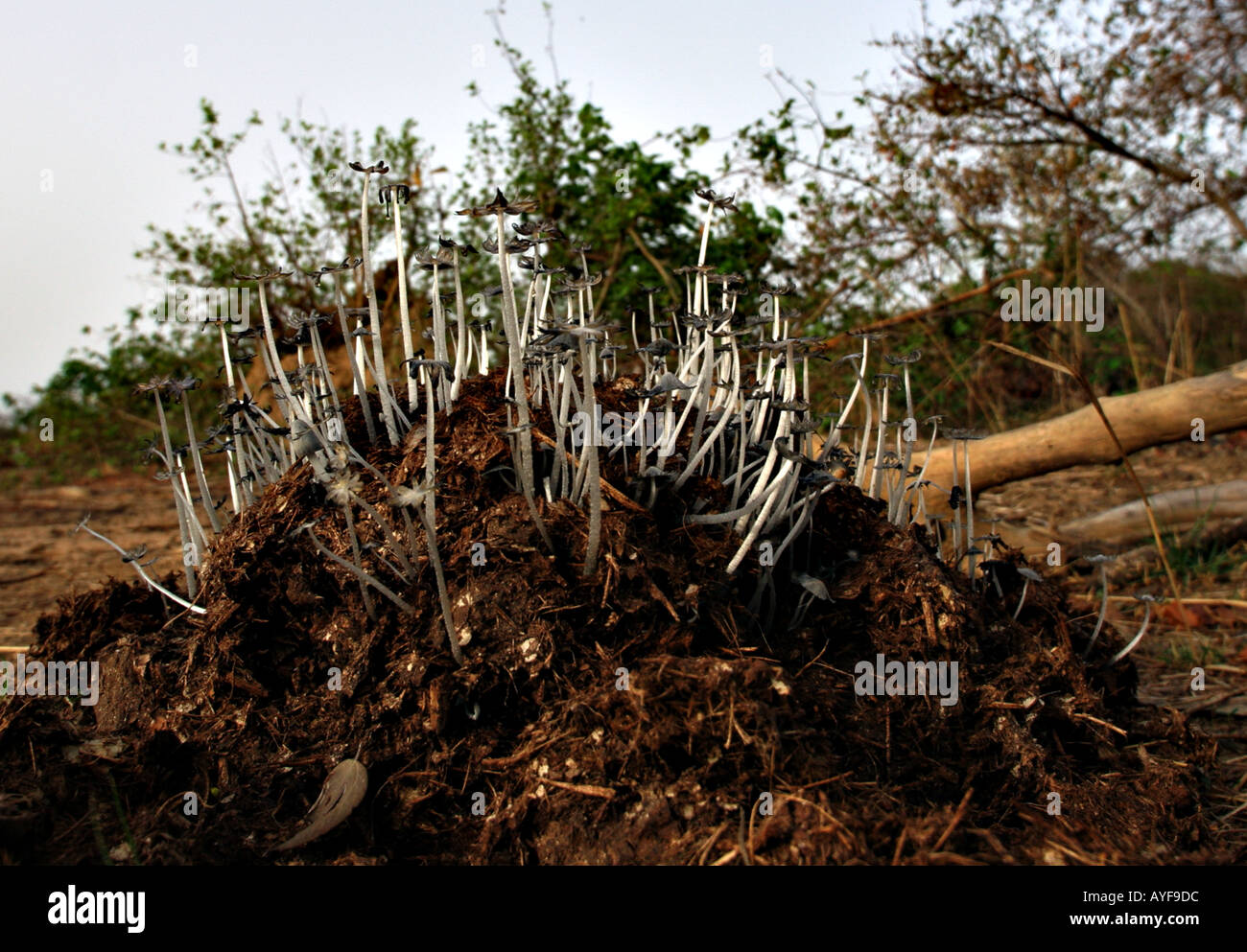 Elephant dung fungi hi-res stock photography and images - Alamy