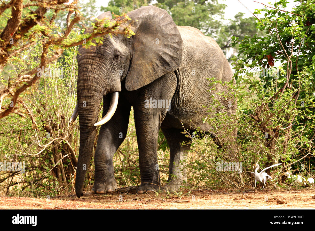 Elephant with Cattle Egrets Stock Photo - Alamy