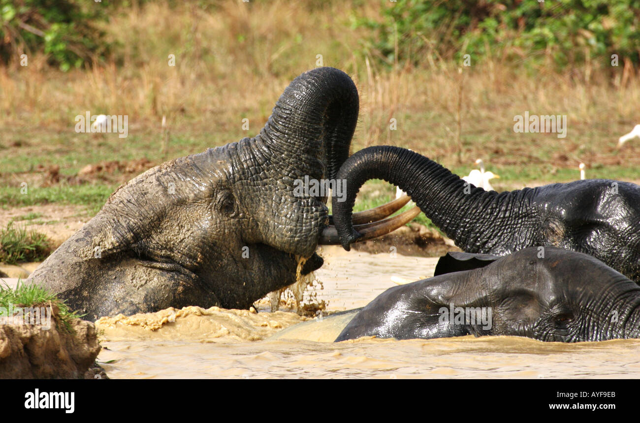 African elephants playing in water Stock Photo - Alamy