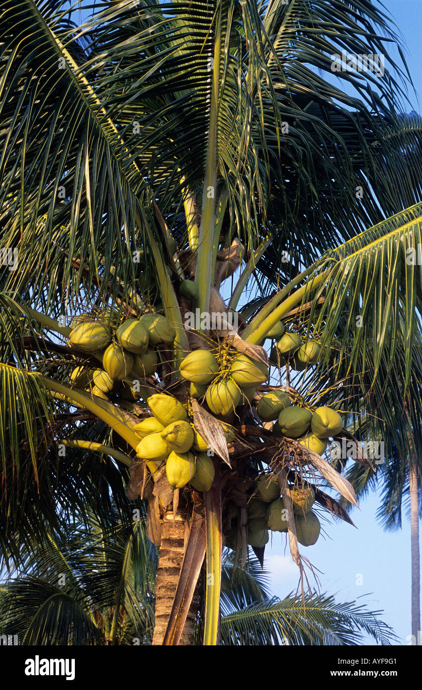 Detail of a coconut palm tree on Ko Phangan Stock Photo - Alamy