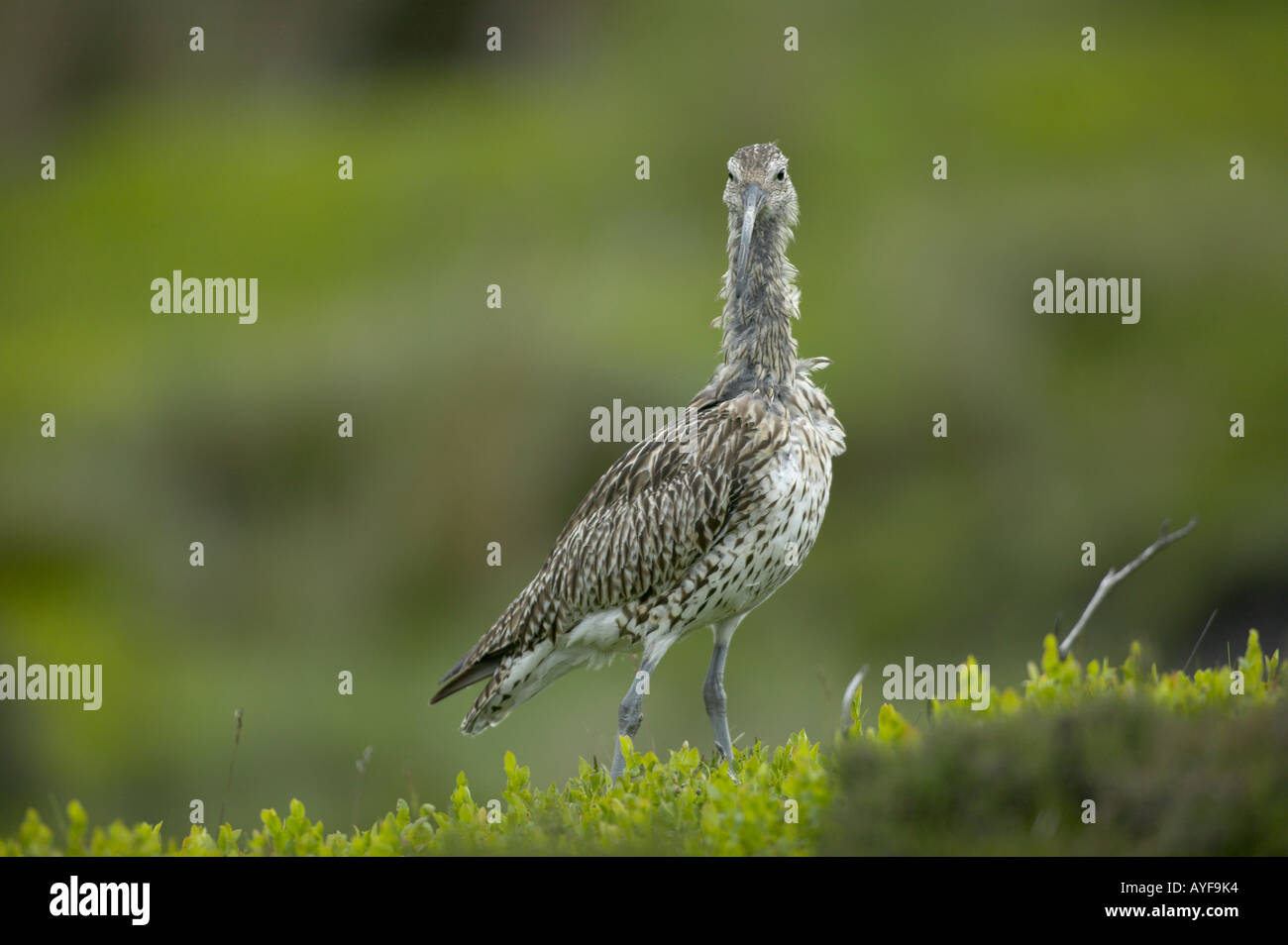 Heather young hi-res stock photography and images - Alamy