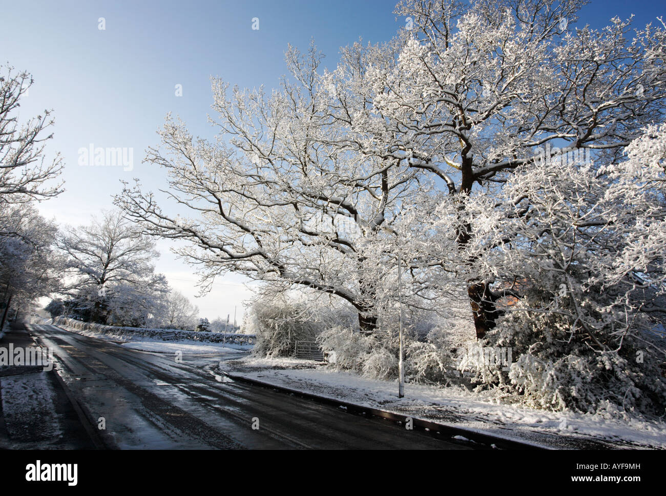 Wide pavement lined with trees hi-res stock photography and images - Alamy