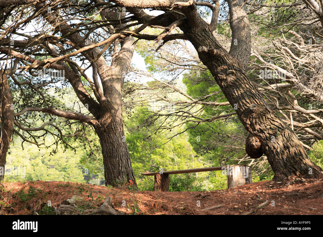 Bench between two trees in hi-res stock photography and images - Alamy