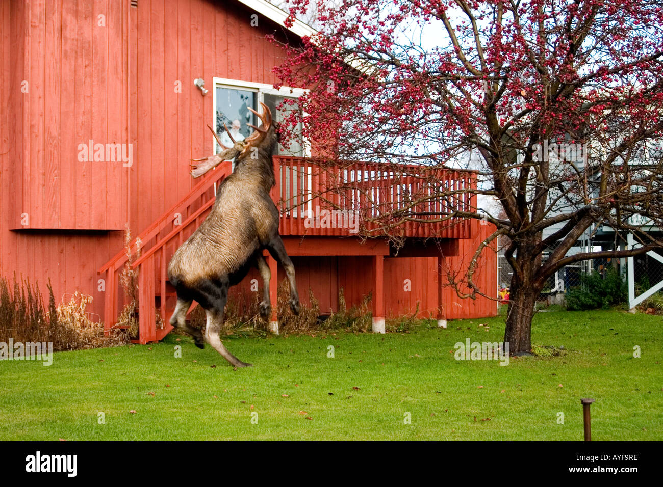 Alaskan Bull Moose rising up and eating crab apples Stock Photo - Alamy