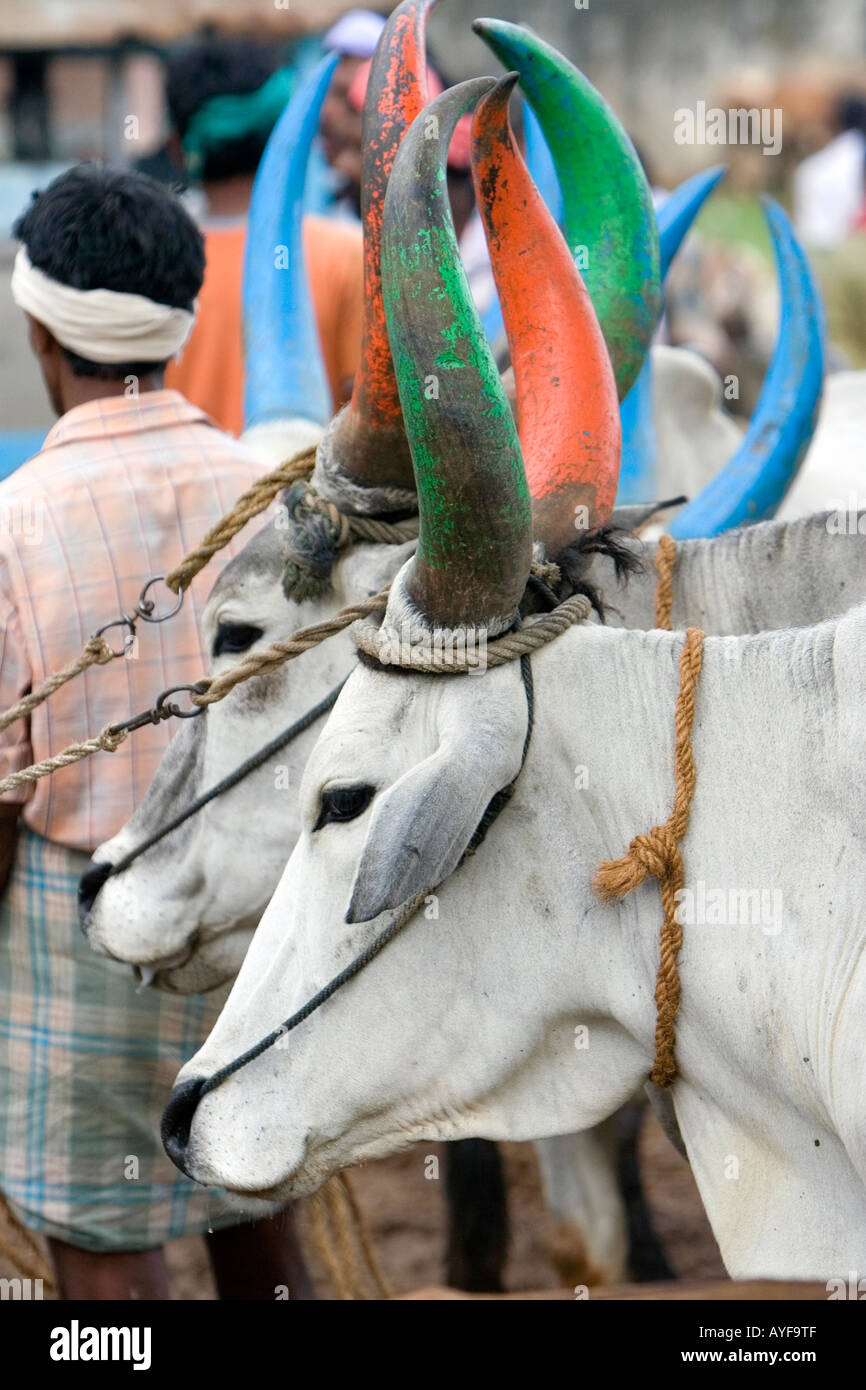 Kerala cow farm hi-res stock photography and images - Alamy