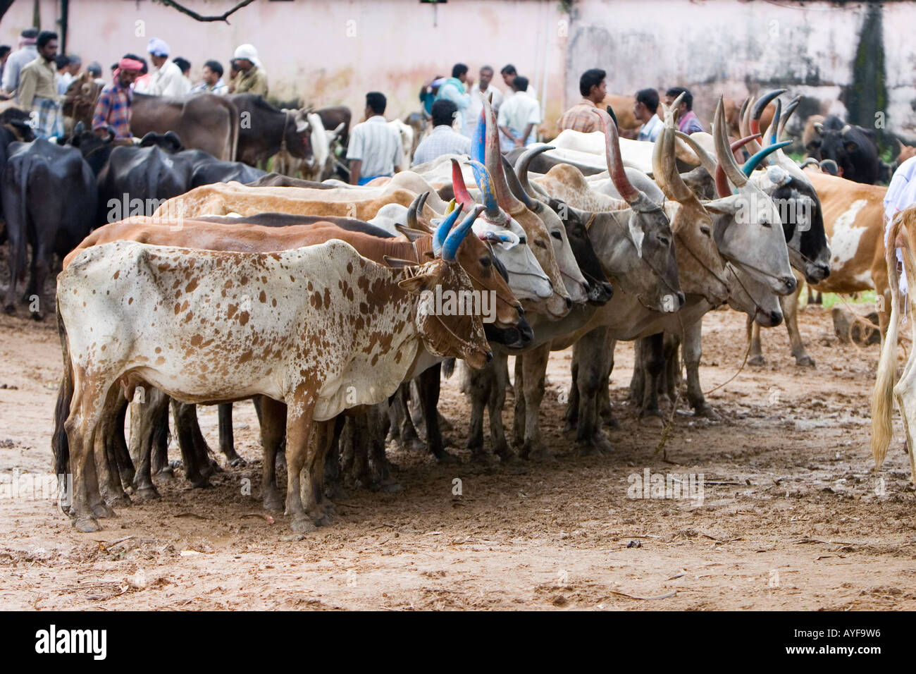 Cattle market kerala india hi-res stock photography and images - Alamy