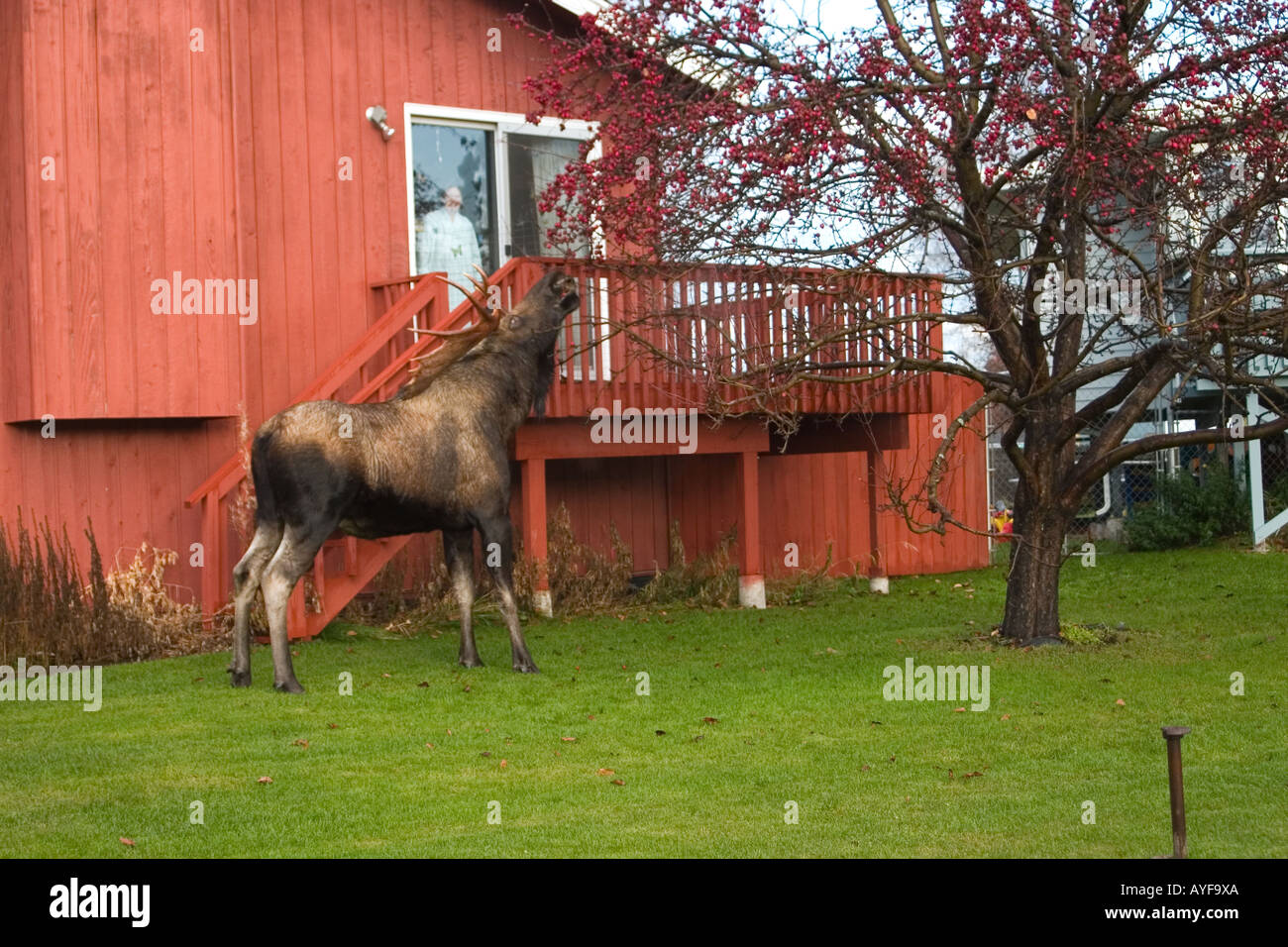 Alaskan Bull Moose rising up and eating crab apples Stock Photo - Alamy