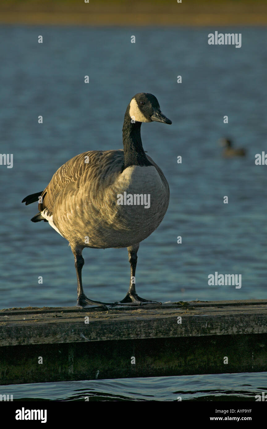 Goose down geese hi-res stock photography and images - Alamy