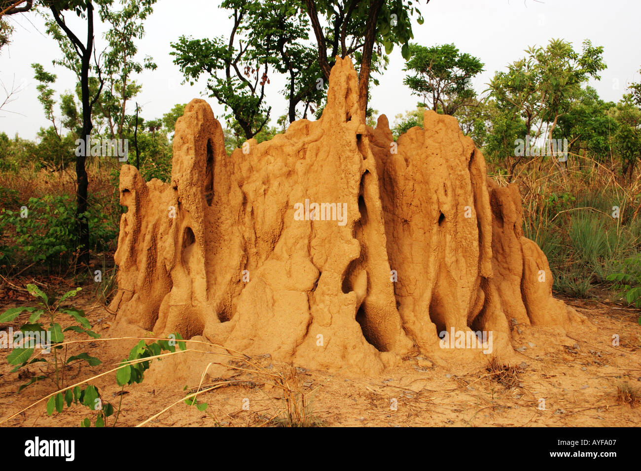 Termite s nest northern Ghana Stock Photo - Alamy