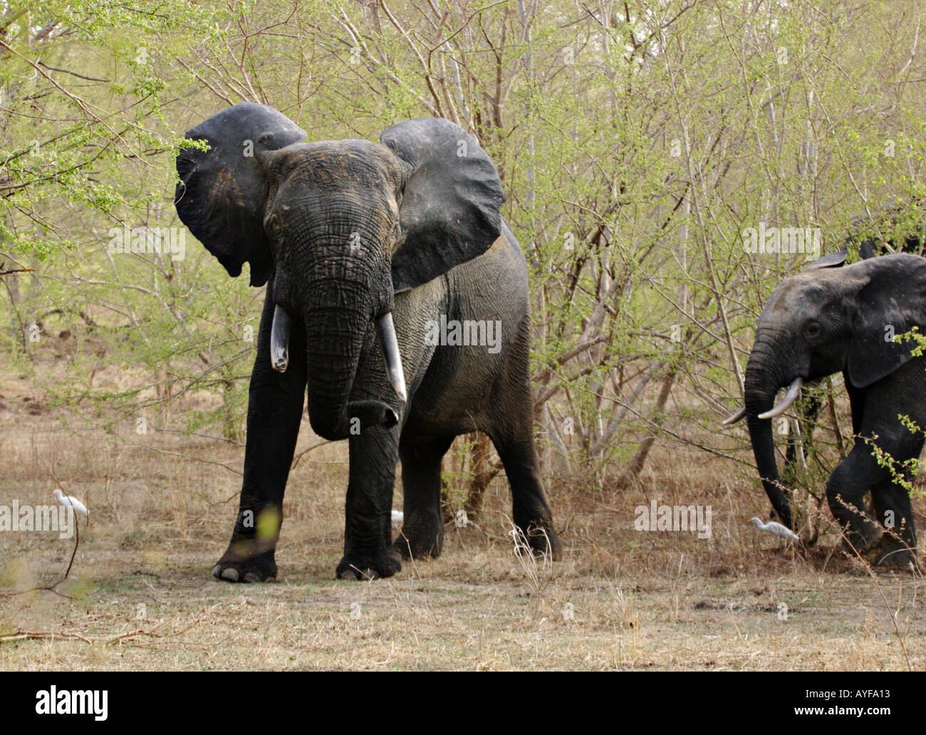 Elephant flaps ears hi-res stock photography and images - Alamy