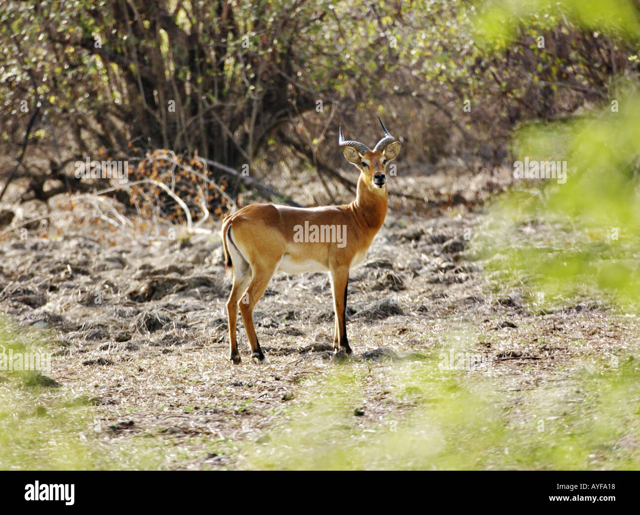 Kob Ghana High Resolution Stock Photography and Images - Alamy