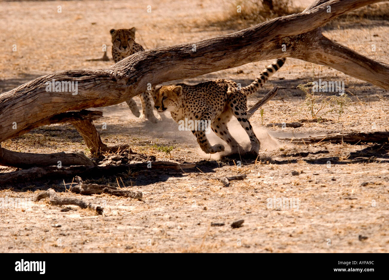 Cheetahs chasing hi-res stock photography and images - Alamy