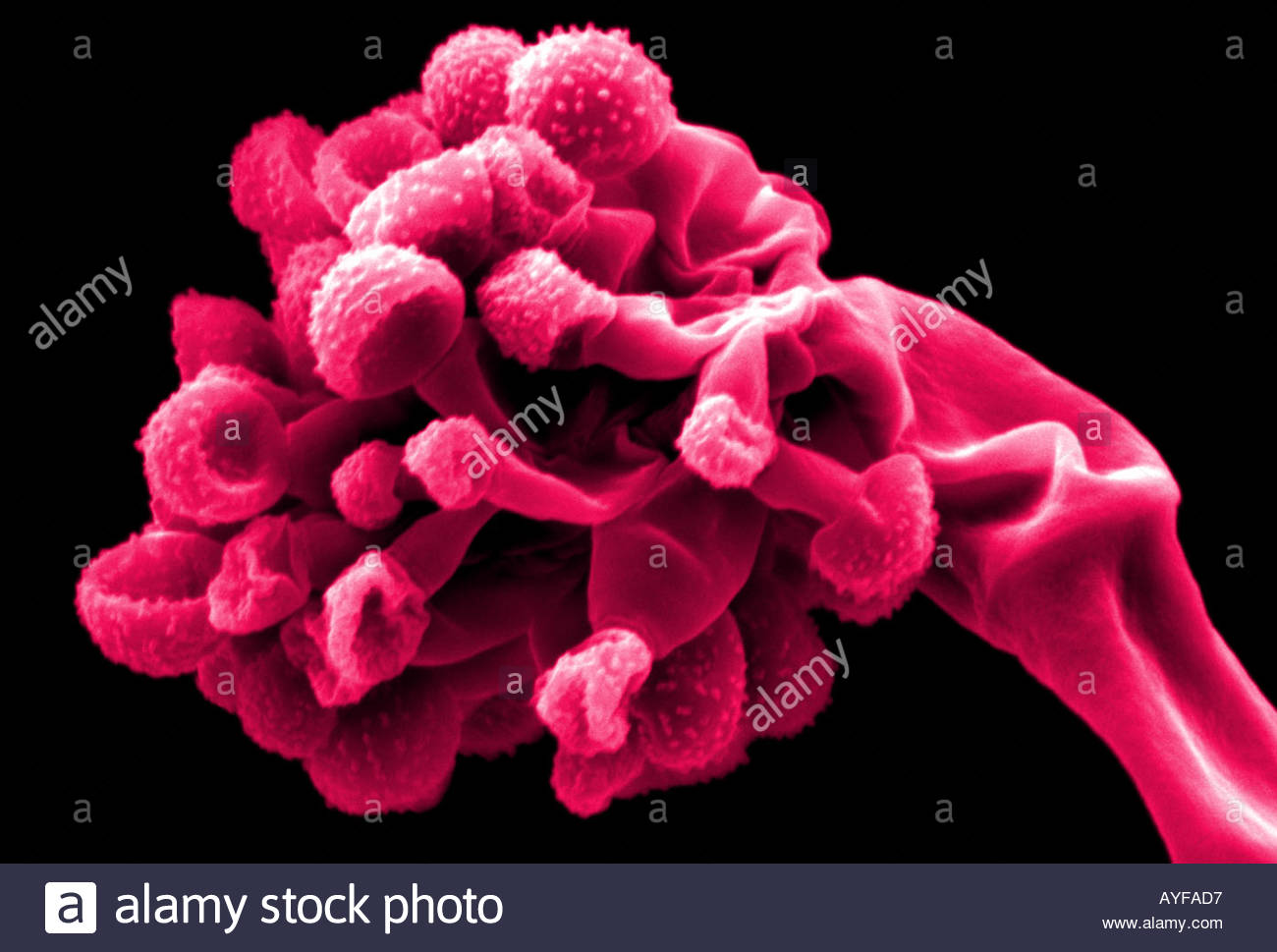 Aspergillus Stock Photos & Aspergillus Stock Images - Alamy