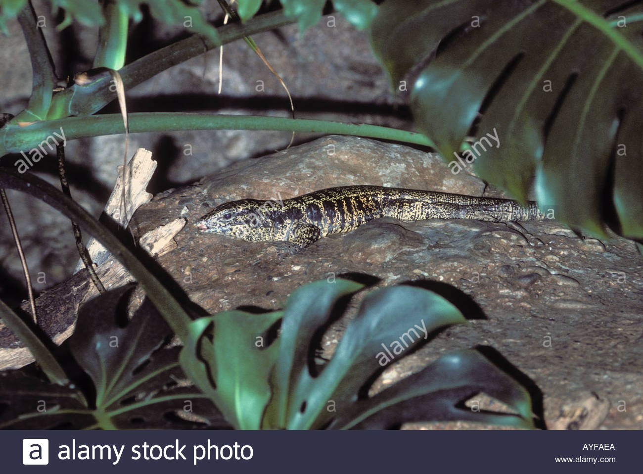 Tupinambis Teguixin Stock Photos & Tupinambis Teguixin Stock Images - Alamy
