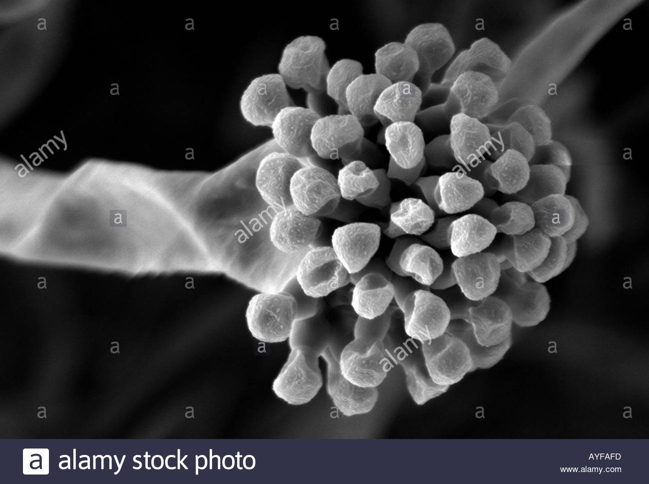 Electron Microscope Black and White Stock Photos & Images - Alamy