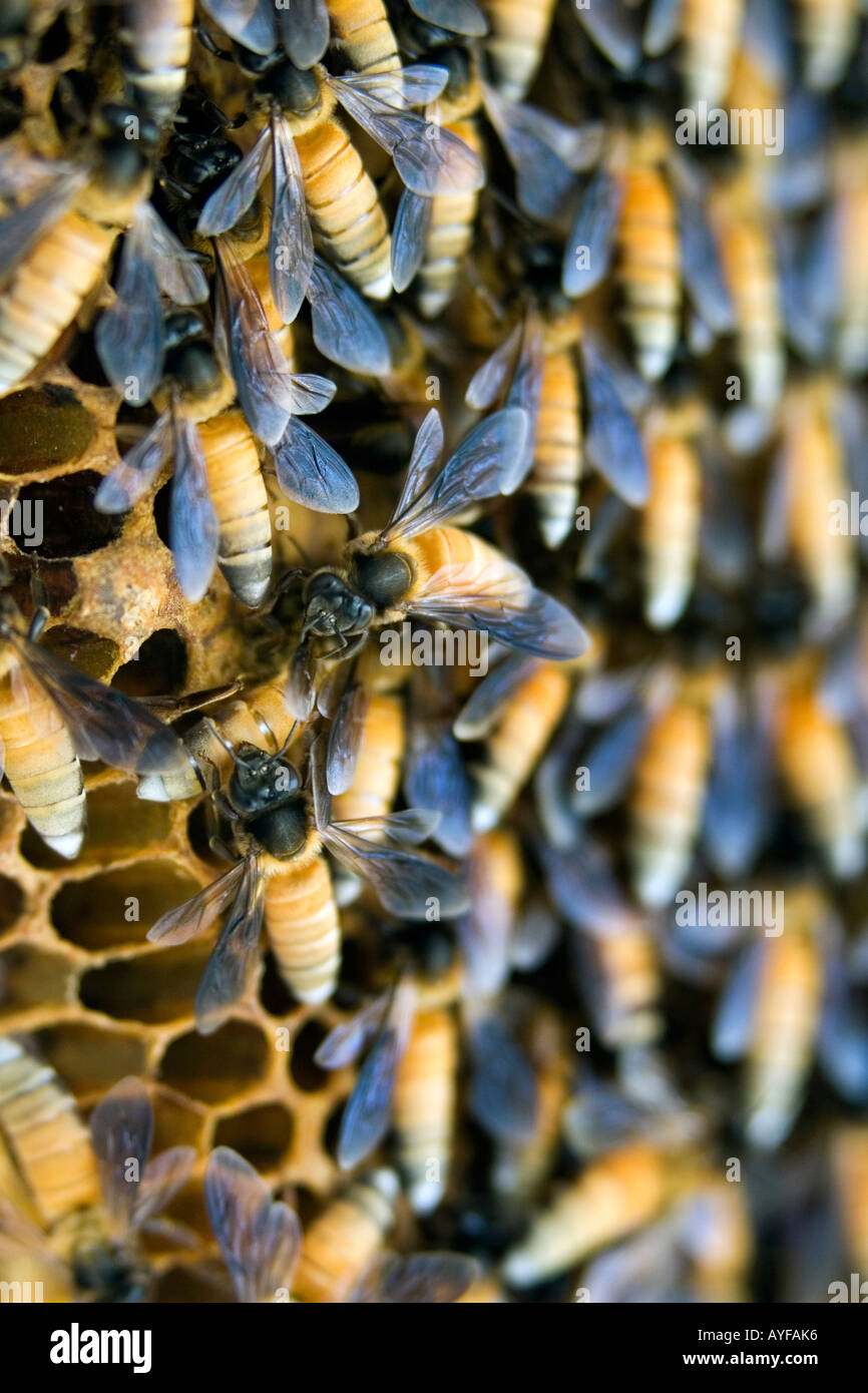 Indian honey bees on a hive. Andhra Pradesh, India Stock Photo - Alamy
