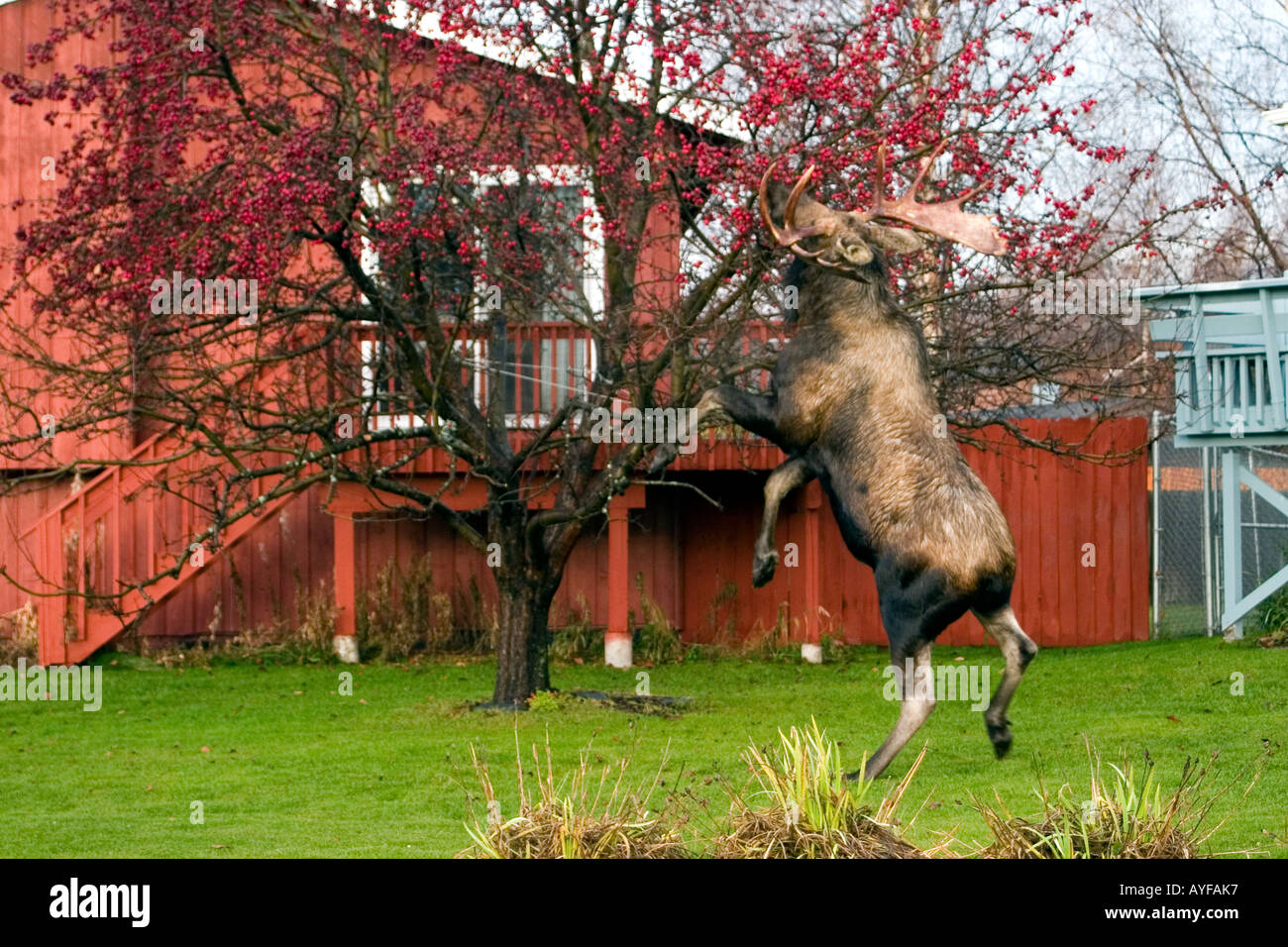 Alaskan Bull Moose rising up and eating crab apples Stock Photo - Alamy