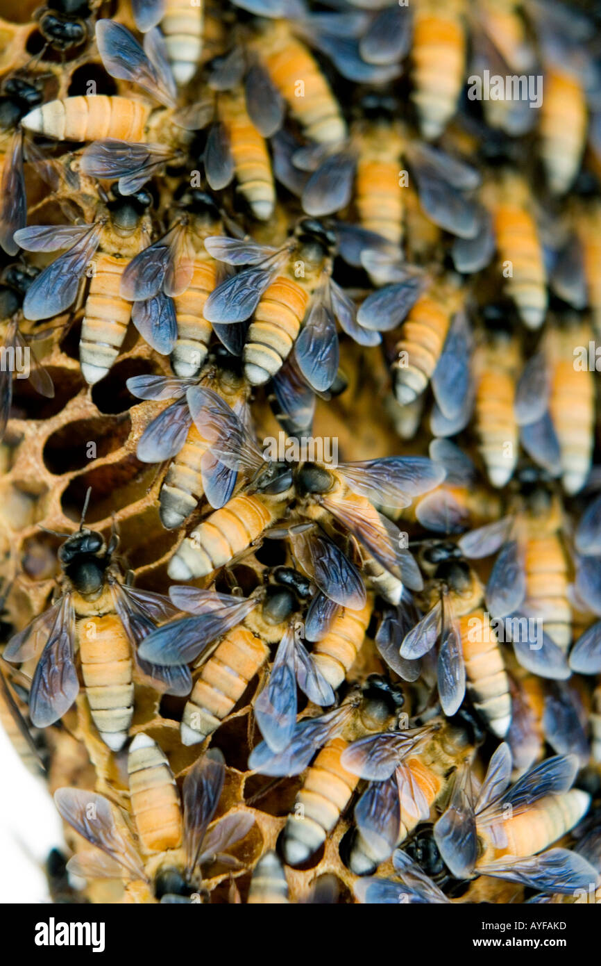 Indian honey bees on a hive. Andhra Pradesh, India Stock Photo - Alamy