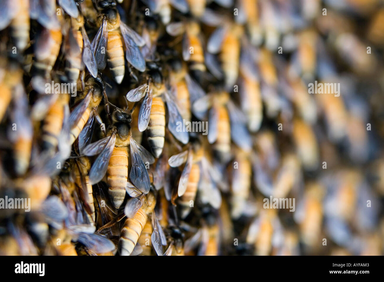 Indian honey bees on a hive. Andhra Pradesh, India Stock Photo - Alamy
