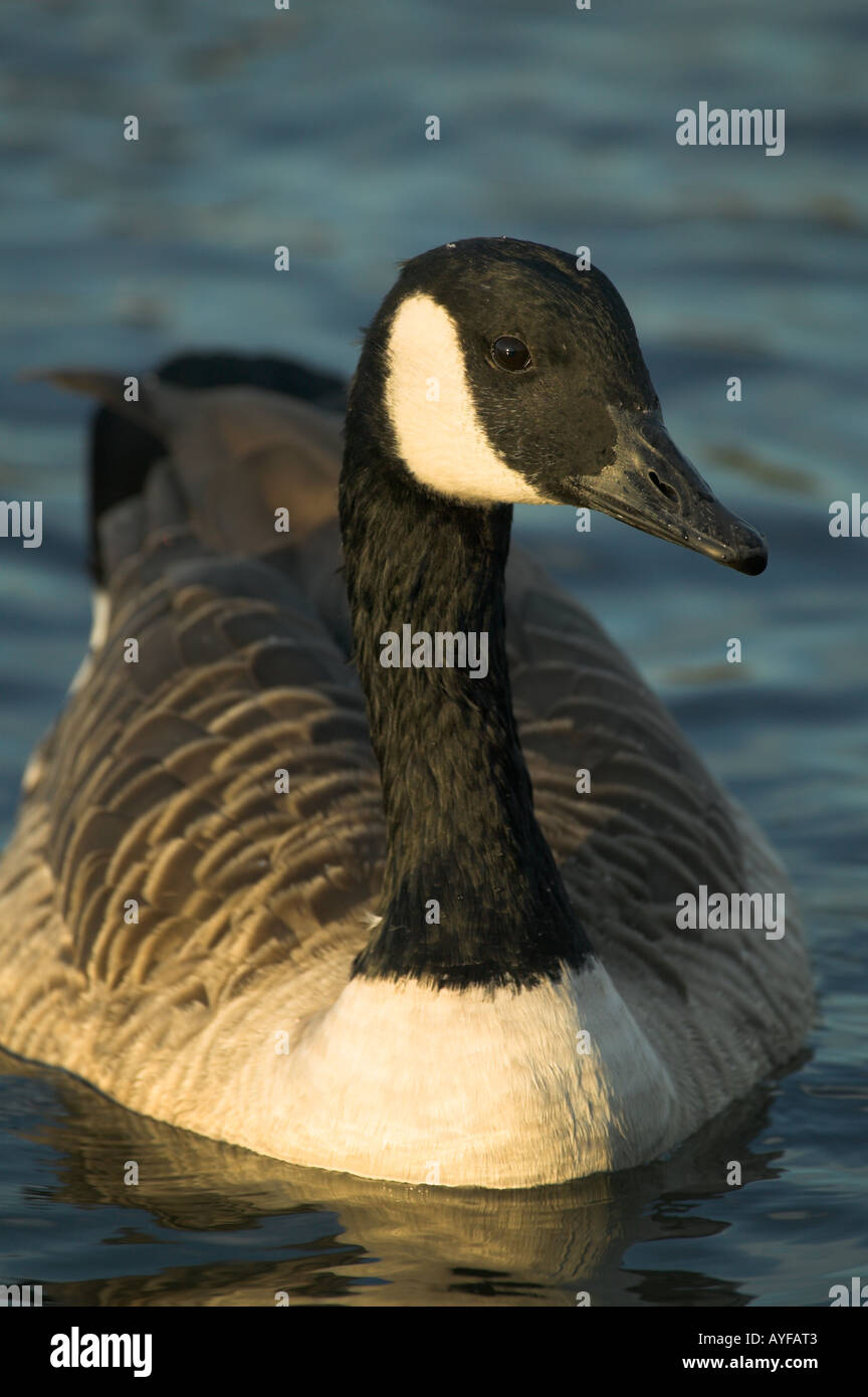 Canada goose webbed feet water hi-res stock photography and images - Alamy