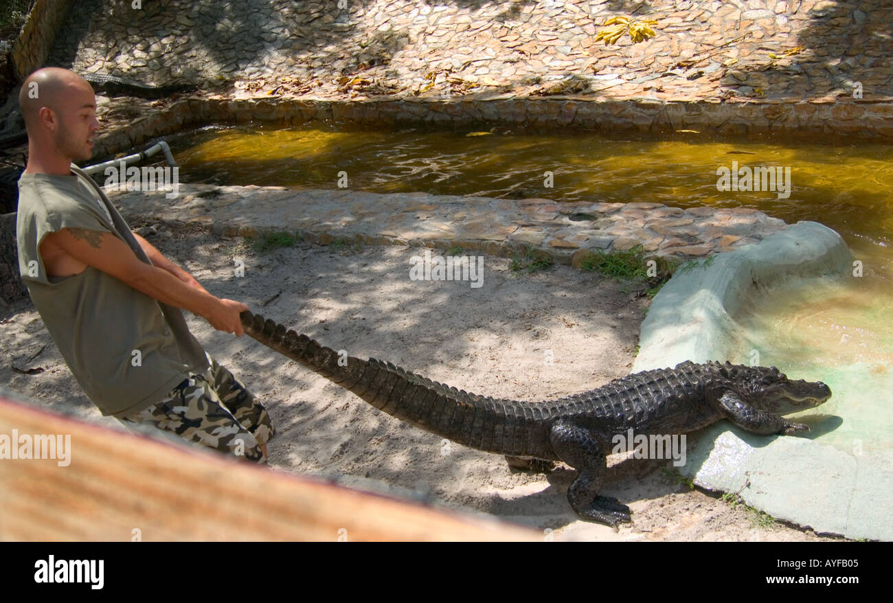 Seminole Indian Wrestles Alligator at Gator Show in Miami, Florida. USA ...