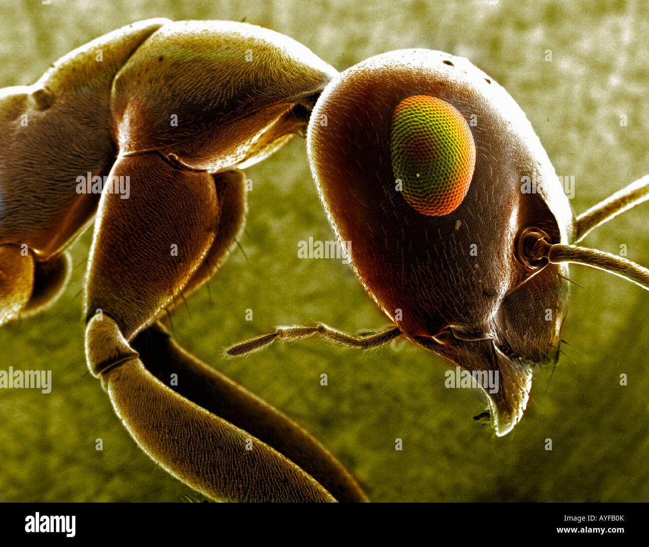 Electron Microscope Images Of Insects