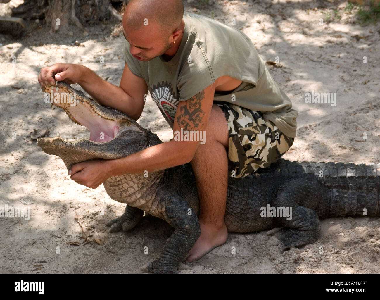 Seminole alligator wrestling florida hi-res stock photography and ...