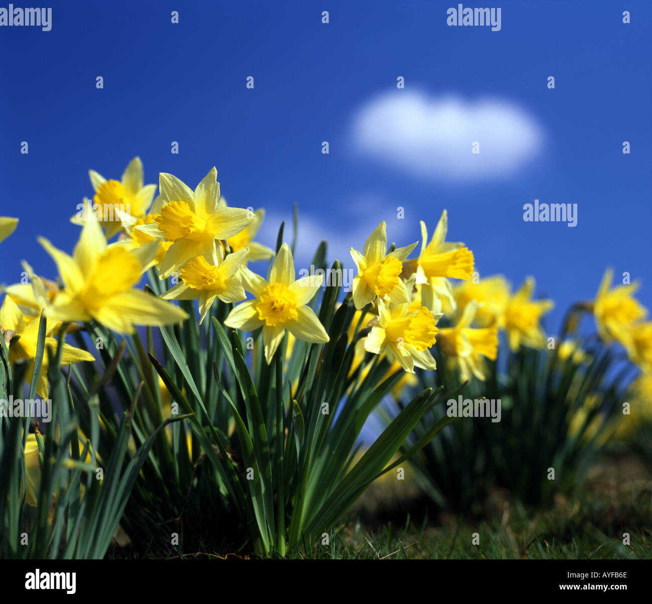 Daffodils in sunshine hi-res stock photography and images - Alamy