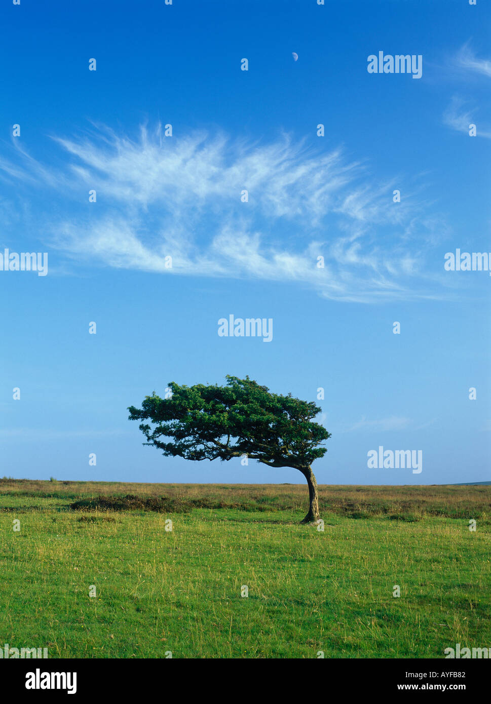 Wind blown tree on Brendon Common Exmoor Devon England UK Stock Photo ...