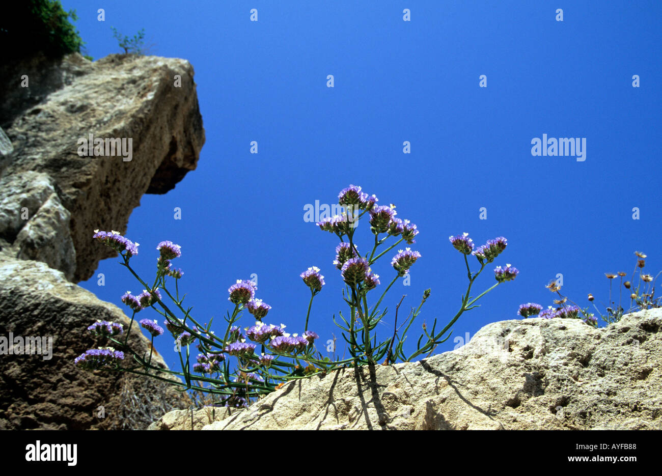 Wild flowers at the Tombs of the Kings, Paphos, Cyprus Stock Photo - Alamy